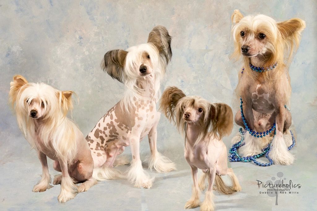 Chinese Checkers Chinese Cresteds - Puppies, Chinese Crested, Breeder